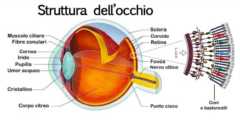 Aumenta la comprensione delle cellule bipolari della retina | massacritica